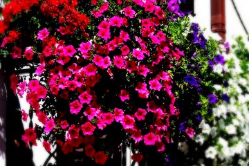 Altamura: Quest'estate il Centro storico si colora di fiori